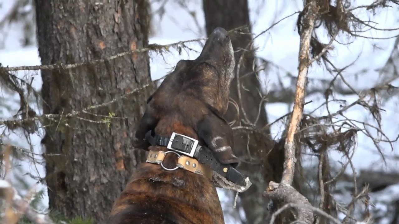 Ursus Plotts after lynx - YouTube