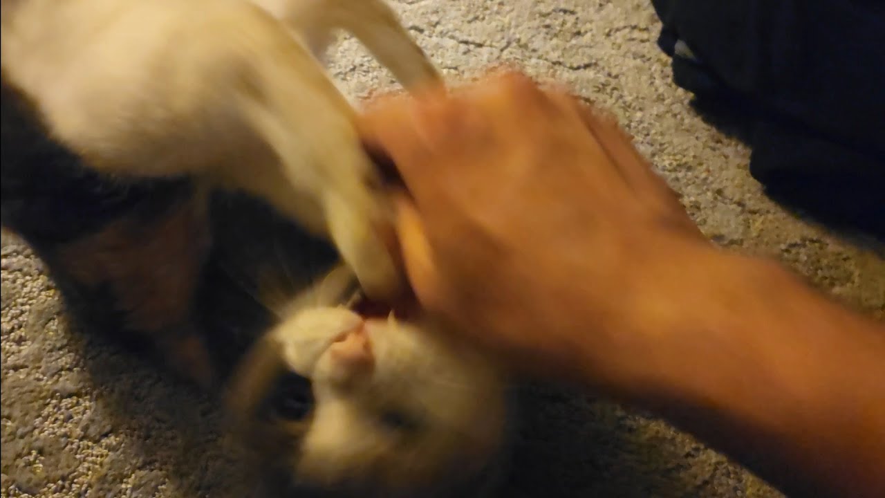 ⚠️WARNING!!!⚠️VICIOUS CAT ATTACK! Owner suffers TERRIBLE INJURIES from ...