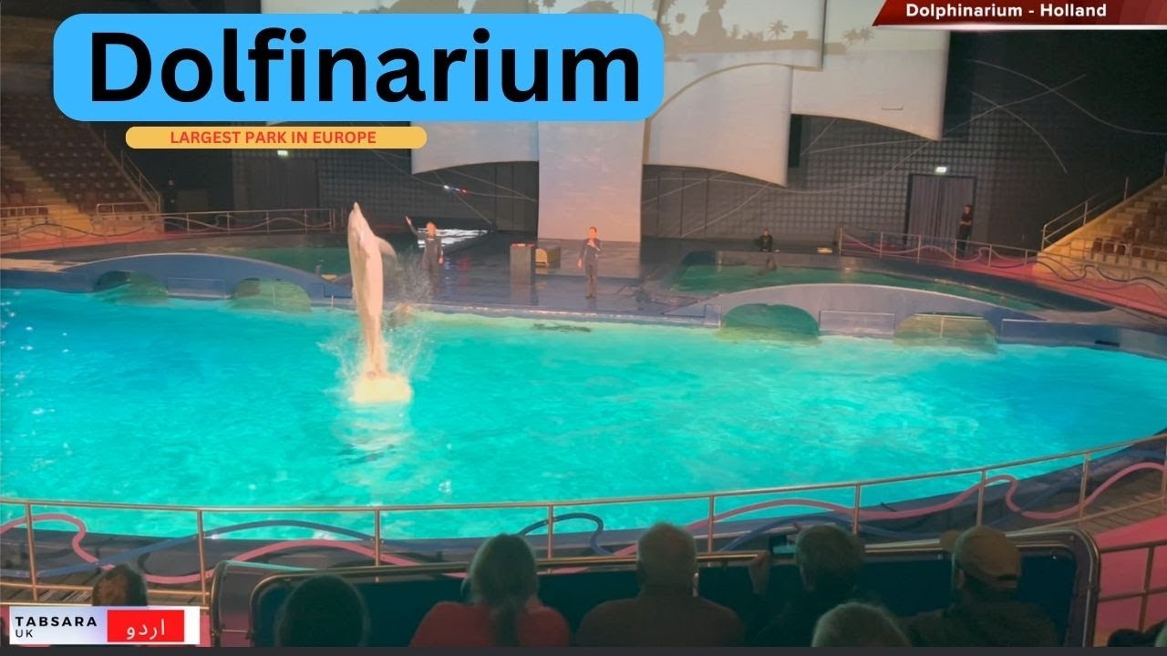 BEST DOLPHIN 🐬🐬🐬 SHOW in Dolfinarium Holland - YouTube