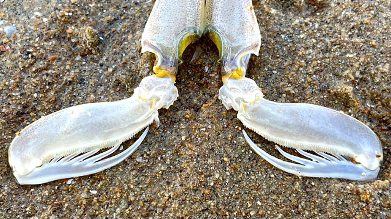 Xiaow to the sea found that the ground was full of Pipi shrimp, and ...