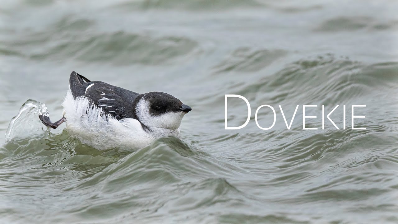 Solitary Dovekie: Toronto's Rare Bird Spectacle | Birds of Canada - YouTube