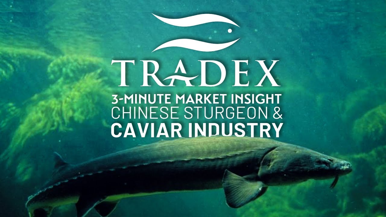 3MMI - The Chinese Sturgeon and Caviar Industry - YouTube