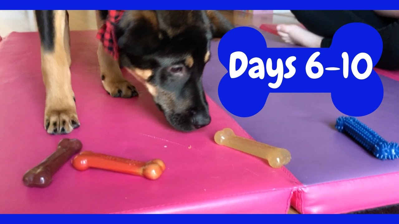 Puppy Rates Bones! || Days 6-10 - YouTube