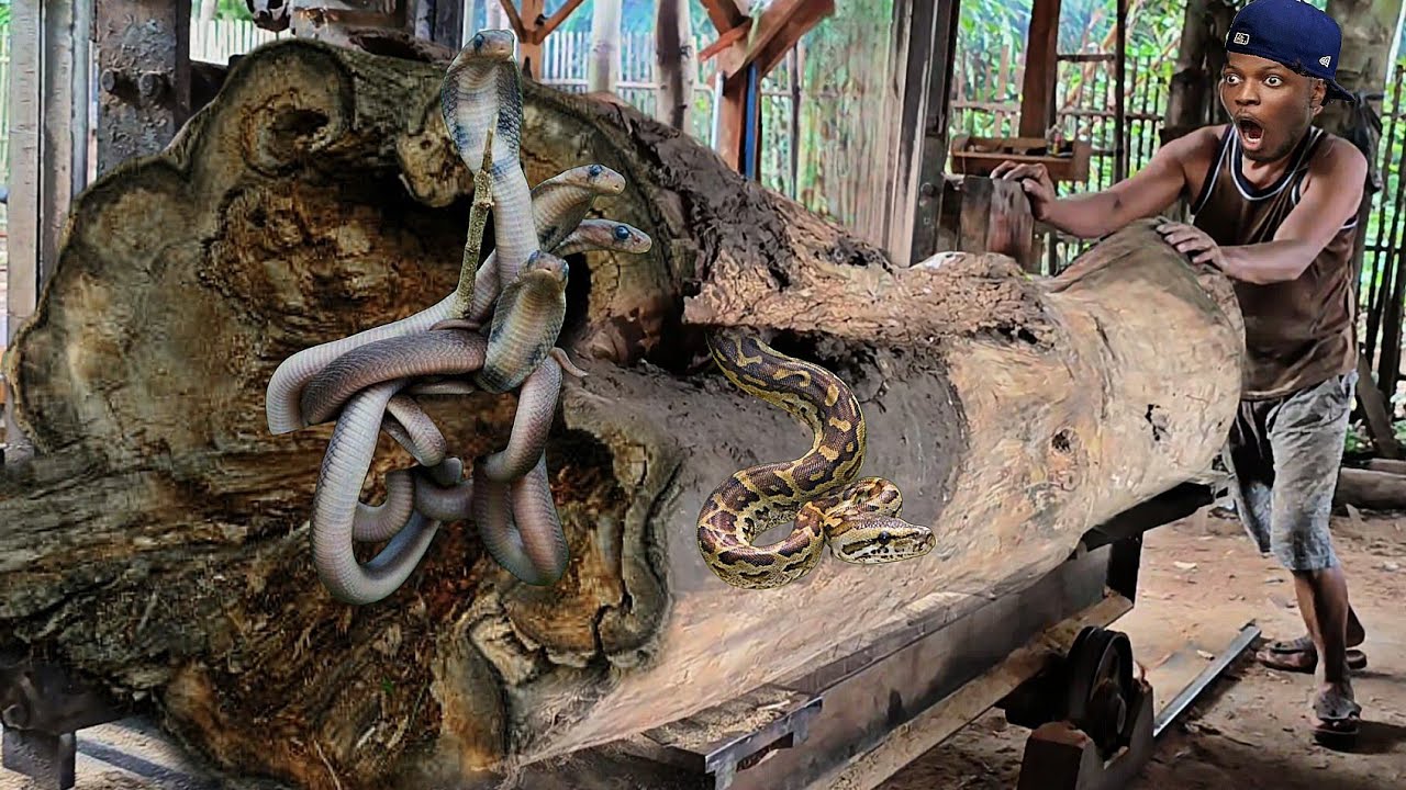 unexpected surprise while sawing ancient logs at the sawmill - YouTube