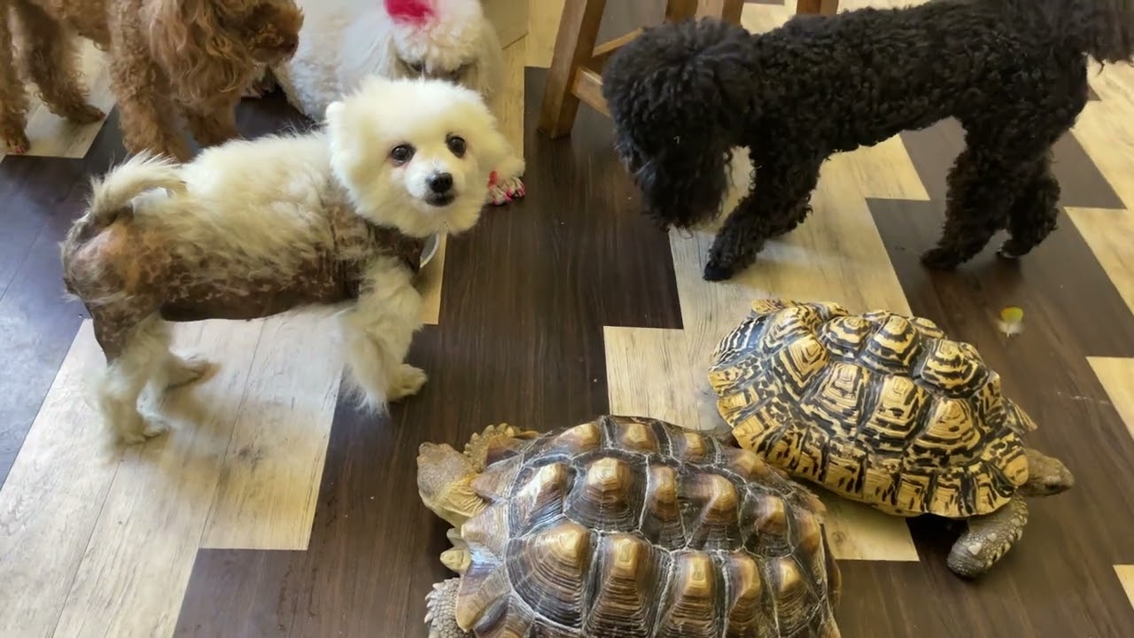 turtles and dogs for a walk. cute turtles - YouTube
