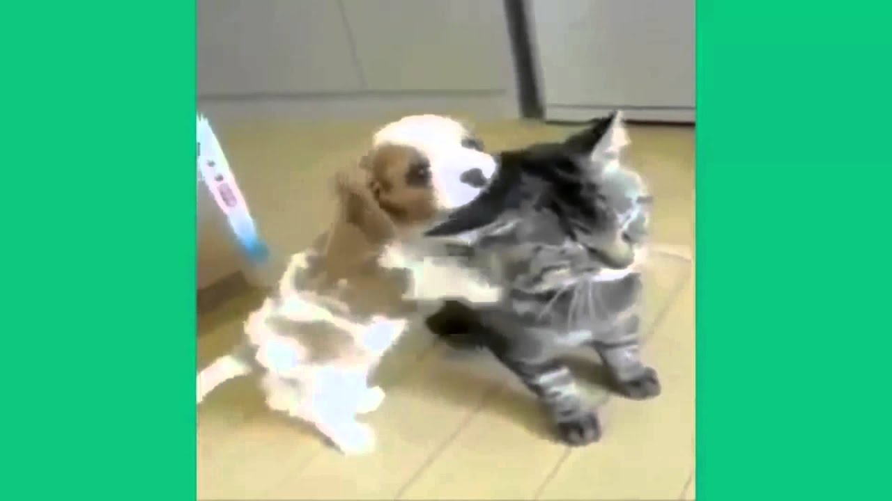 Short Funny Animals Videos Ep.16 - YouTube