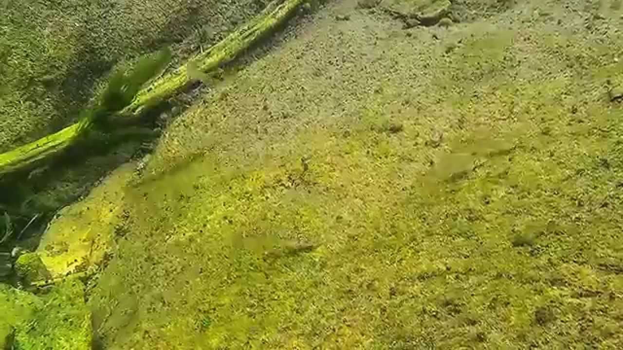 The mountain barbel Barbus meridionalis - YouTube