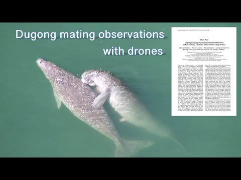 Dugong reproductive behaviour in Thailand: observations using drones ...
