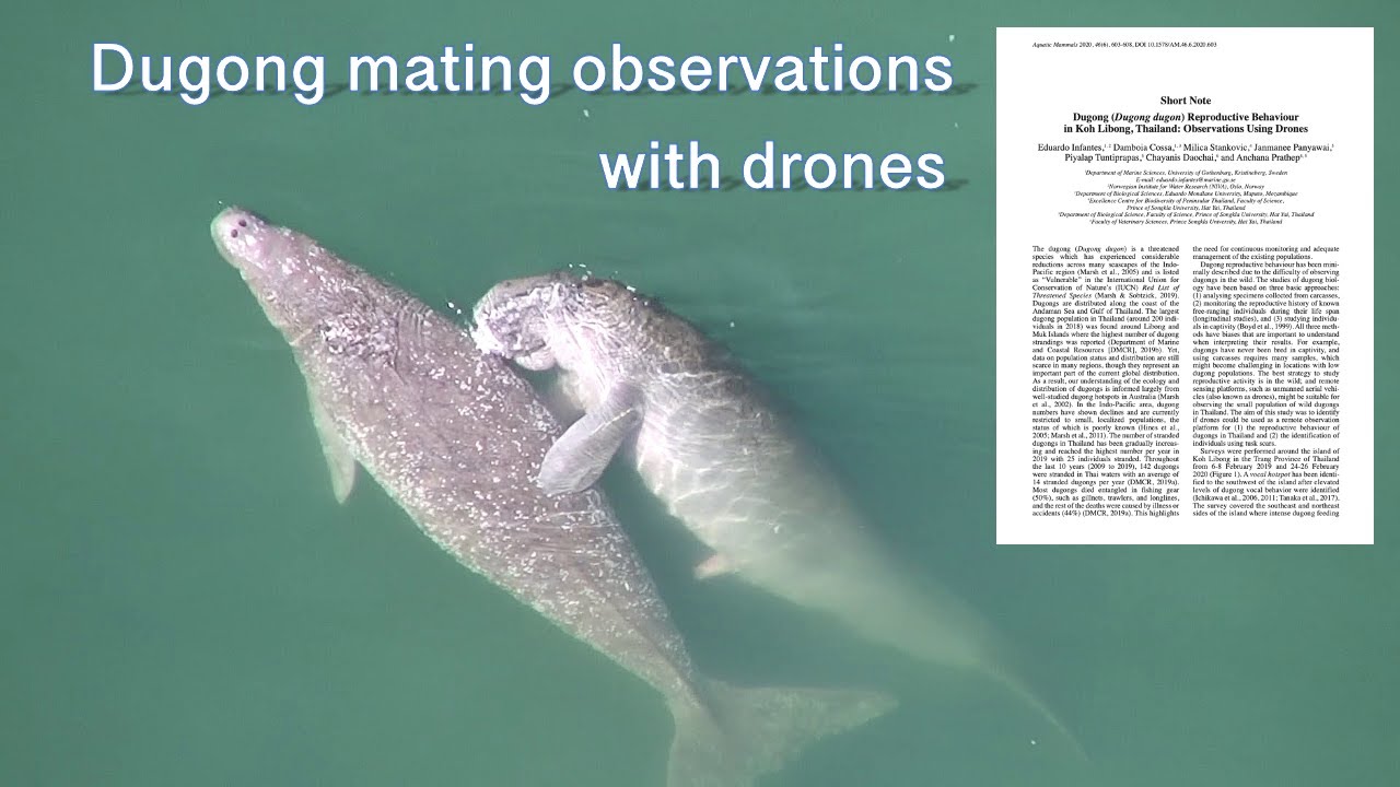 Dugong reproductive behaviour in Thailand: observations using drones ...