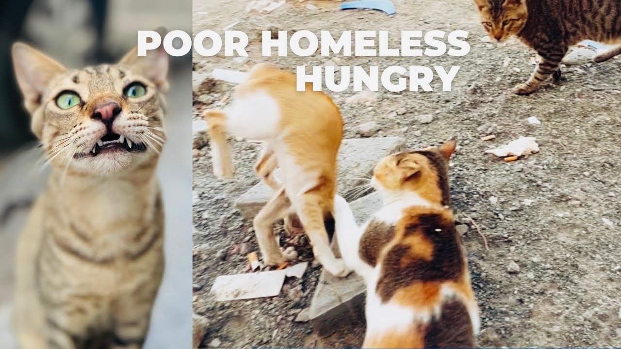 Poor hungry homeless cats poor kitten most beautiful #animalshorts # ...