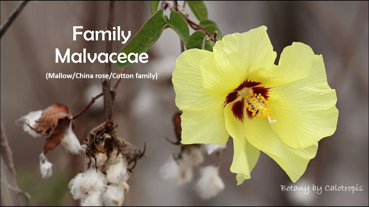 Malvaceae family | Mallow, China Rose or Cotton Family | Biology Bloom ...