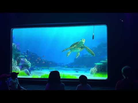Turtle Talk with Crush! Fish are Friends! 09.06.2026 (Full 4K Video) 