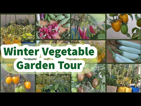 Winter Vegetable Garden Tour | Rooftop Garden | Kitchen Garden - YouTube