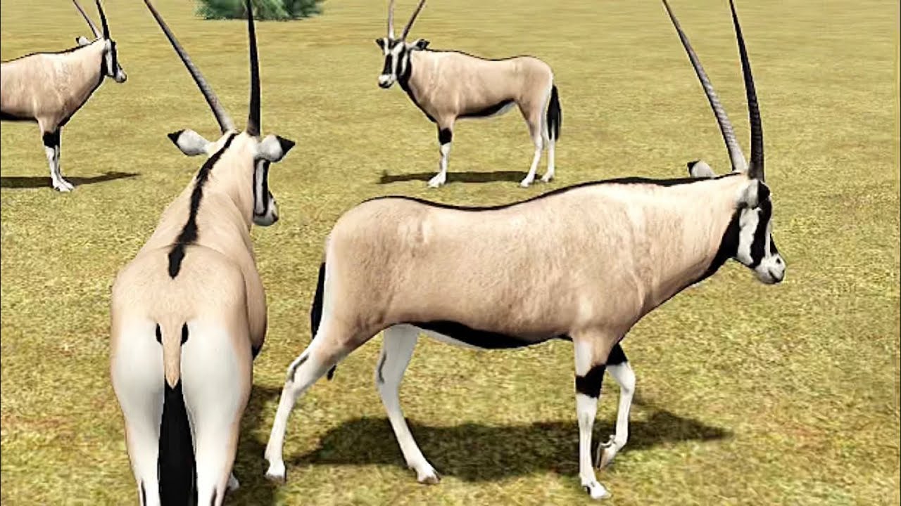 ALL ORYX FOOTAGE! Wild Savannah Roblox - YouTube
