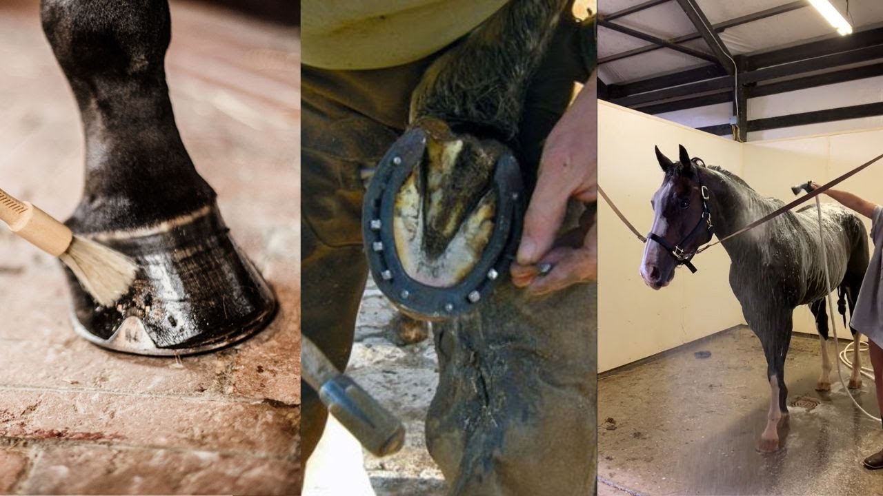 Ultimate Satisfying Horse Videos Compilation #18 - YouTube