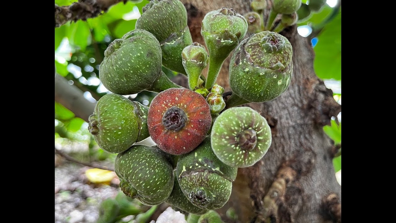 Foraging Figs in Singapore (Jurong) - YouTube