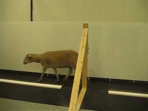 Sheep Gait Analysis on High Resolution Walkway - YouTube