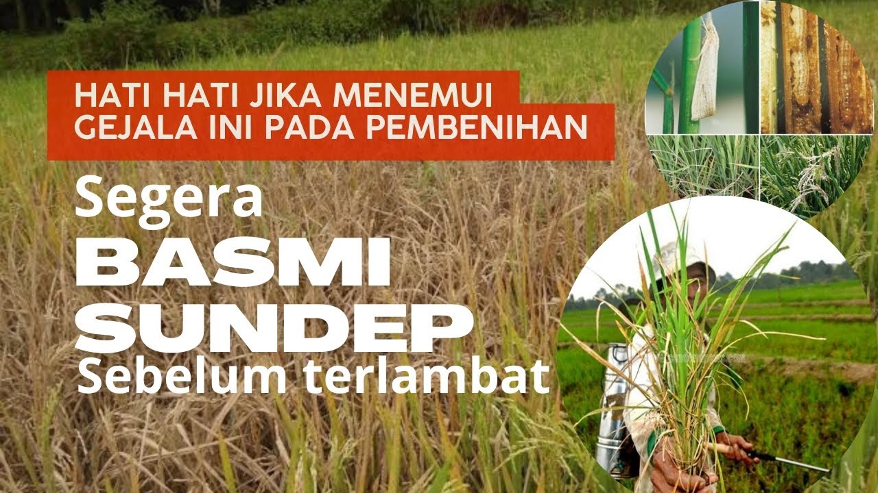 MENCEGAH DAN MENGATASI HAMA "SUNDEP" PADA TANAMAN PADI - YouTube