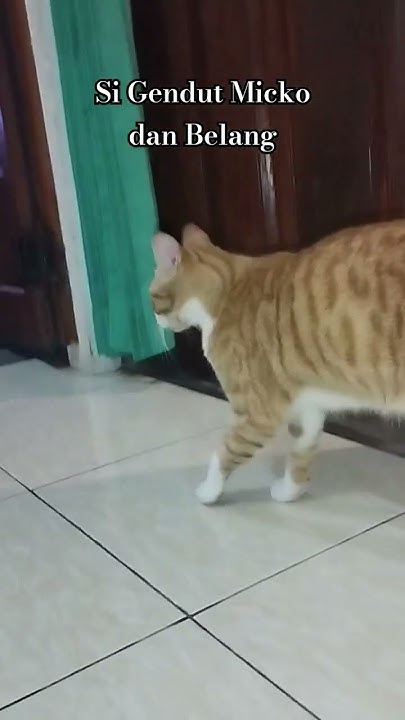 Oyen Bar Bar, si Belang Kalem #micko #belang #kucingkampung #kesayangan #pejuangdollar # ...