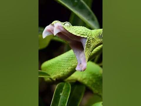 Green Snake CloseUp | Green Tree Python 🐍🌳 - YouTube
