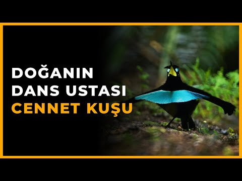Təbiətin Rəqs Ustası Cənnət Quşu - Maraqlı Heyvanlar