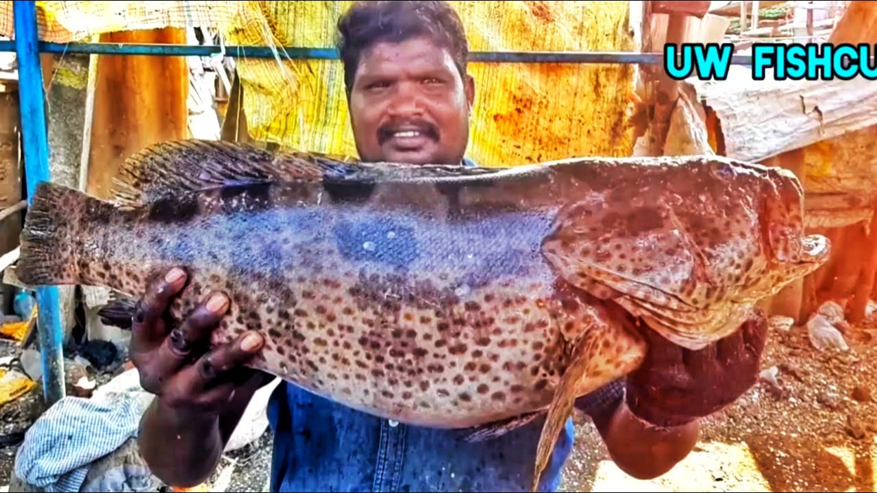 BROWN DOT GROUPER FISH ♤ CUTTINGVIDEO #KASIMEDU - YouTube