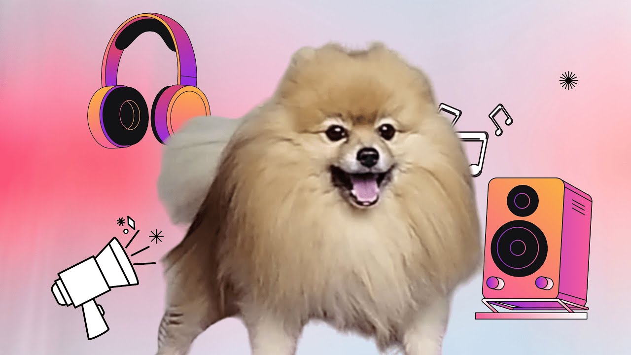 Pomeranian Dog dancing | ポメラニアンドッグダンス#dog - YouTube