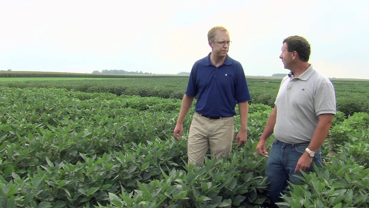 Stine Soybean Breeding Program - YouTube