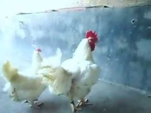 AYAM BROILER PEDAGING PARENT STOCK - YouTube