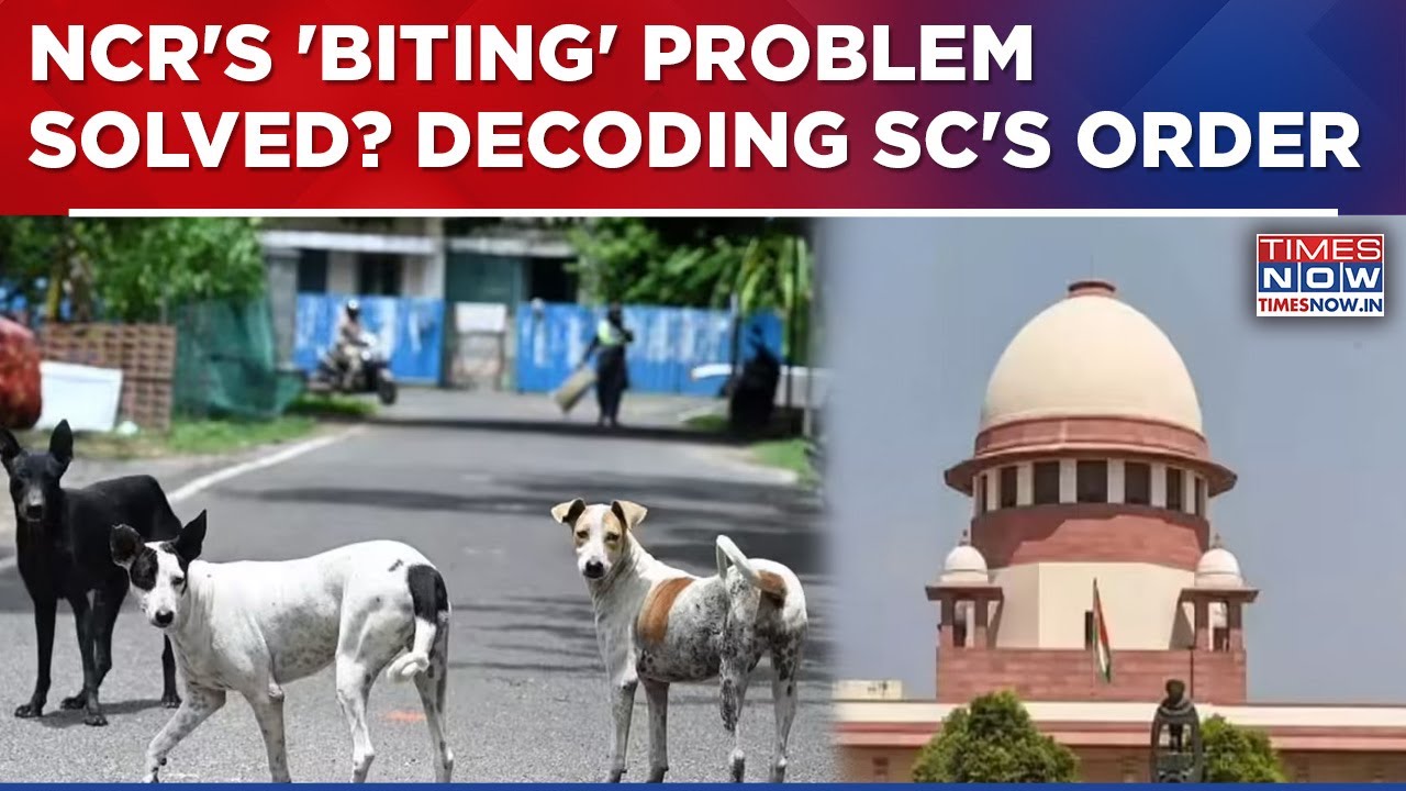 Decoding SC's Order To Remove Stray Dogs, 'Legal Action Against Those ...