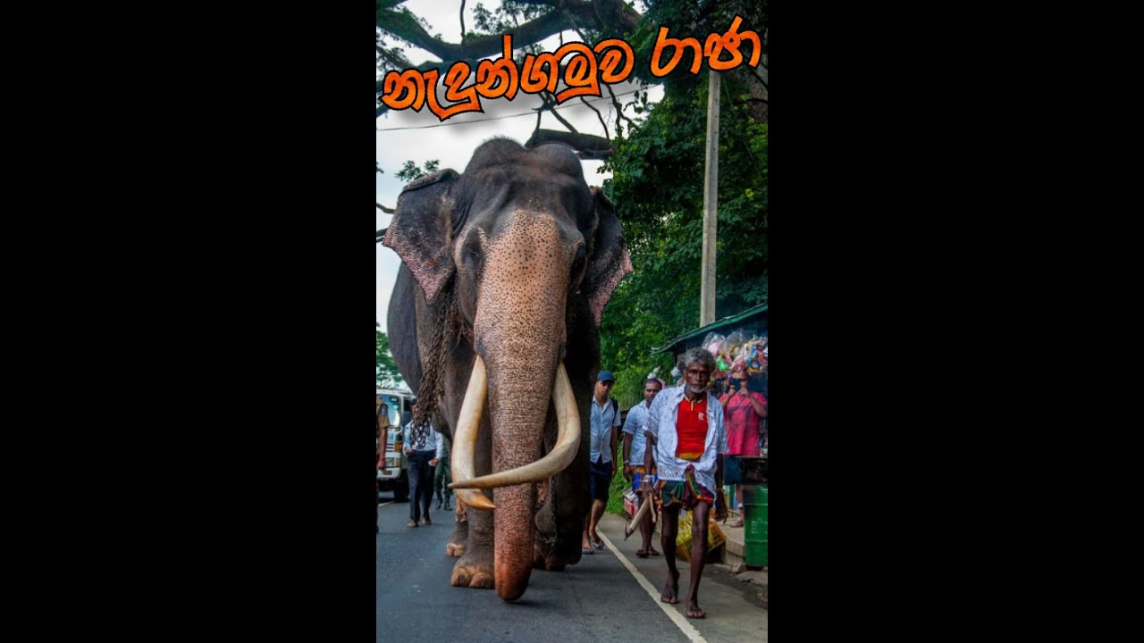 Nadungamuwa Raja Sl Elephant ( Biggest & Most beautiful tusker sri ...