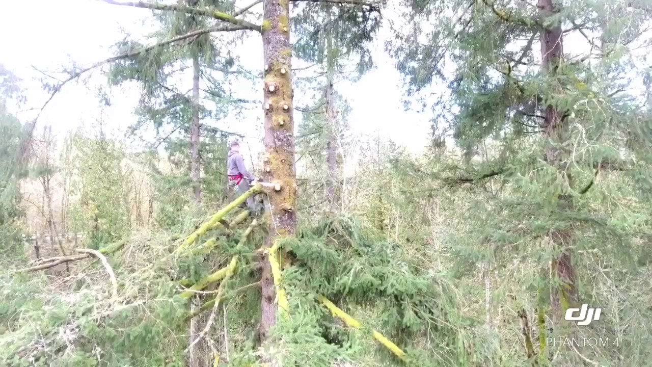 Brandon Sullivan's tree trimming class - YouTube