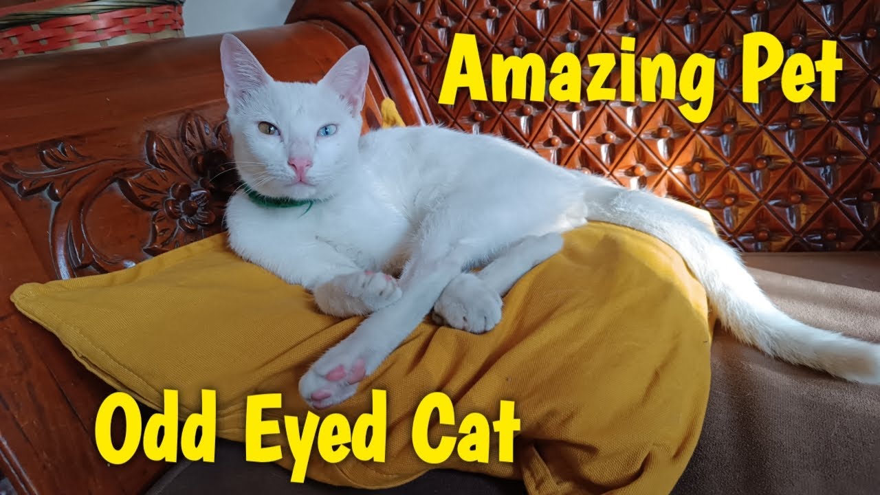 Amazing Pet (Odd Eyed Cat) - YouTube