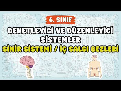 Sinir Sistemi - İç Salgı Bezleri | Denetleyici ve Düzenleyici Sistemler | 6. Sınıf | 2026