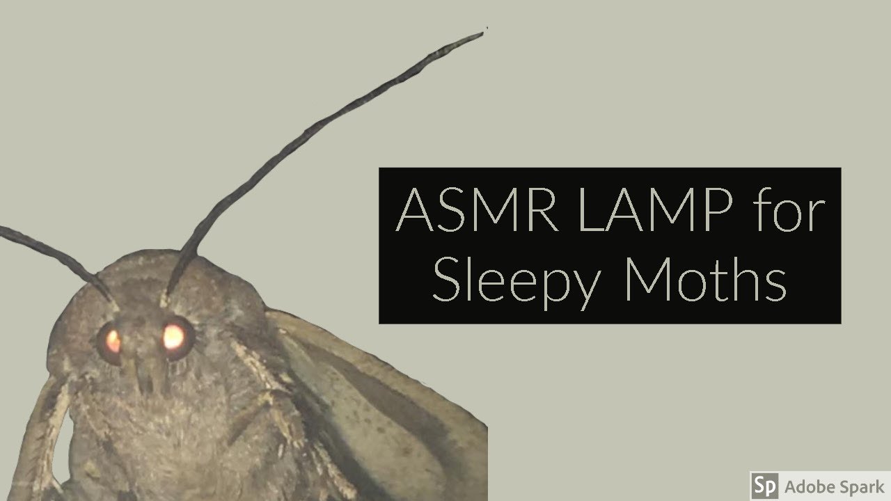 ASMR LAMP for Sleepy Moths [memes] [tapping] 🌙 - YouTube