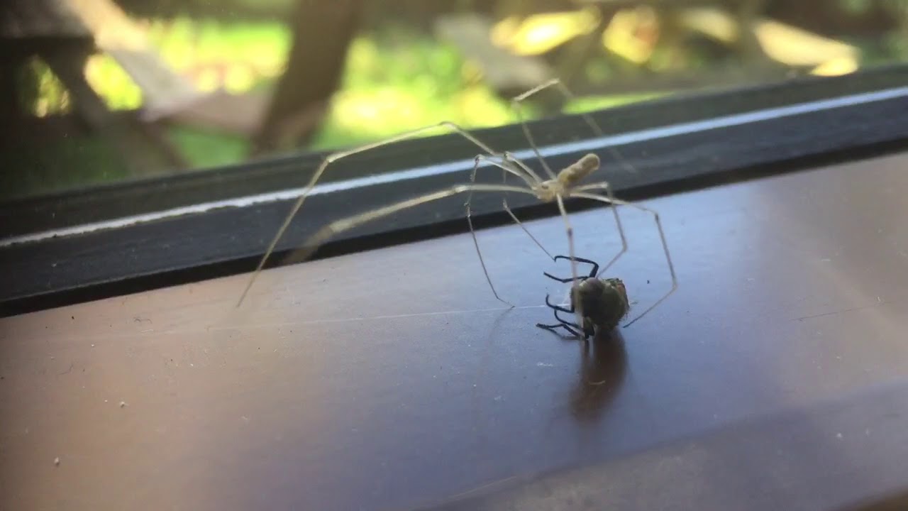 Epic Battle - Spider vs Fly - YouTube