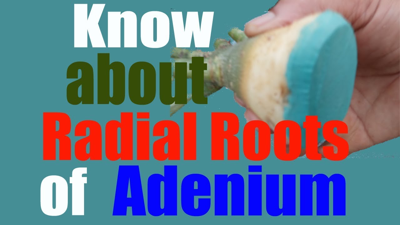 Know About Radial Roots of Adenium - YouTube