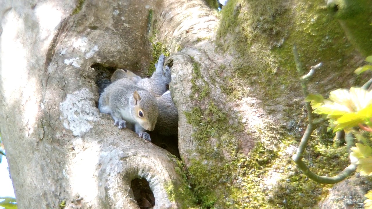 Baby Squirrel Nest YouTube baby-squirrel-nest-youtube