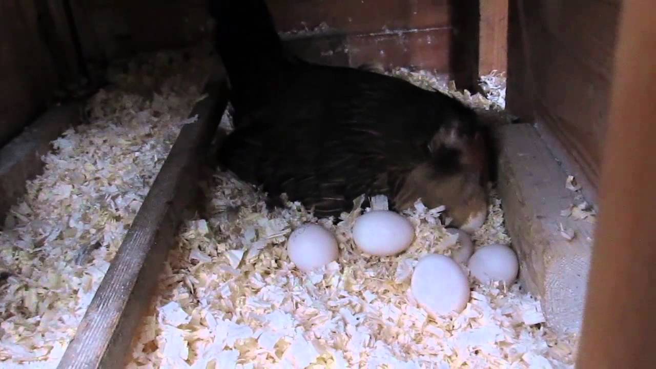 Frodo the broody Quail Belgium Bearded D'anver bantam tucking a Serema ...