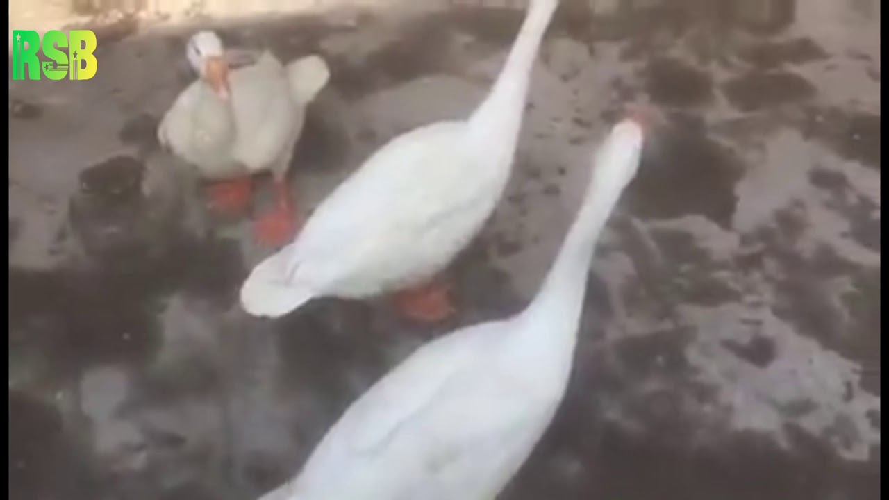 Duck Colony Pakistan 2020 🦆 - YouTube