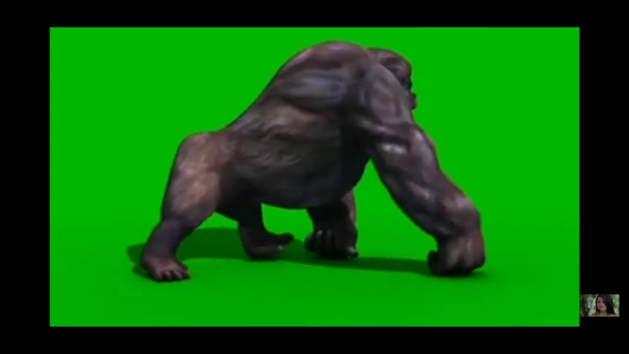 Green screen video of magic of Gorilla moving. - YouTube