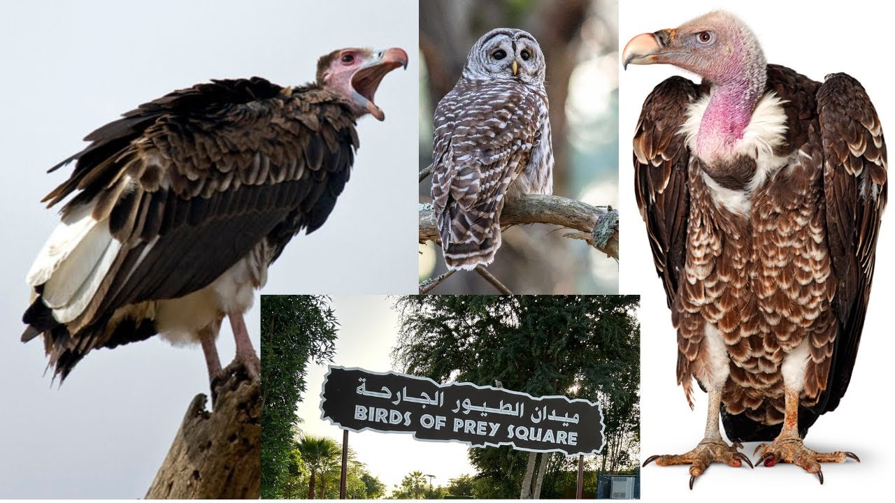 Birds of prey full show | Dubai safari park | Falcon Owl 🦉 Eagle 🦅 Hawk ...