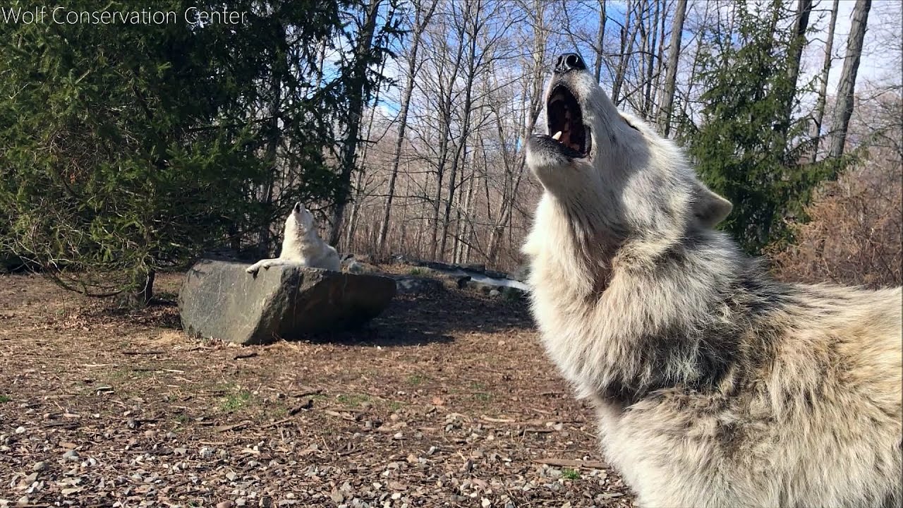 Sibling Wolves Sing - YouTube