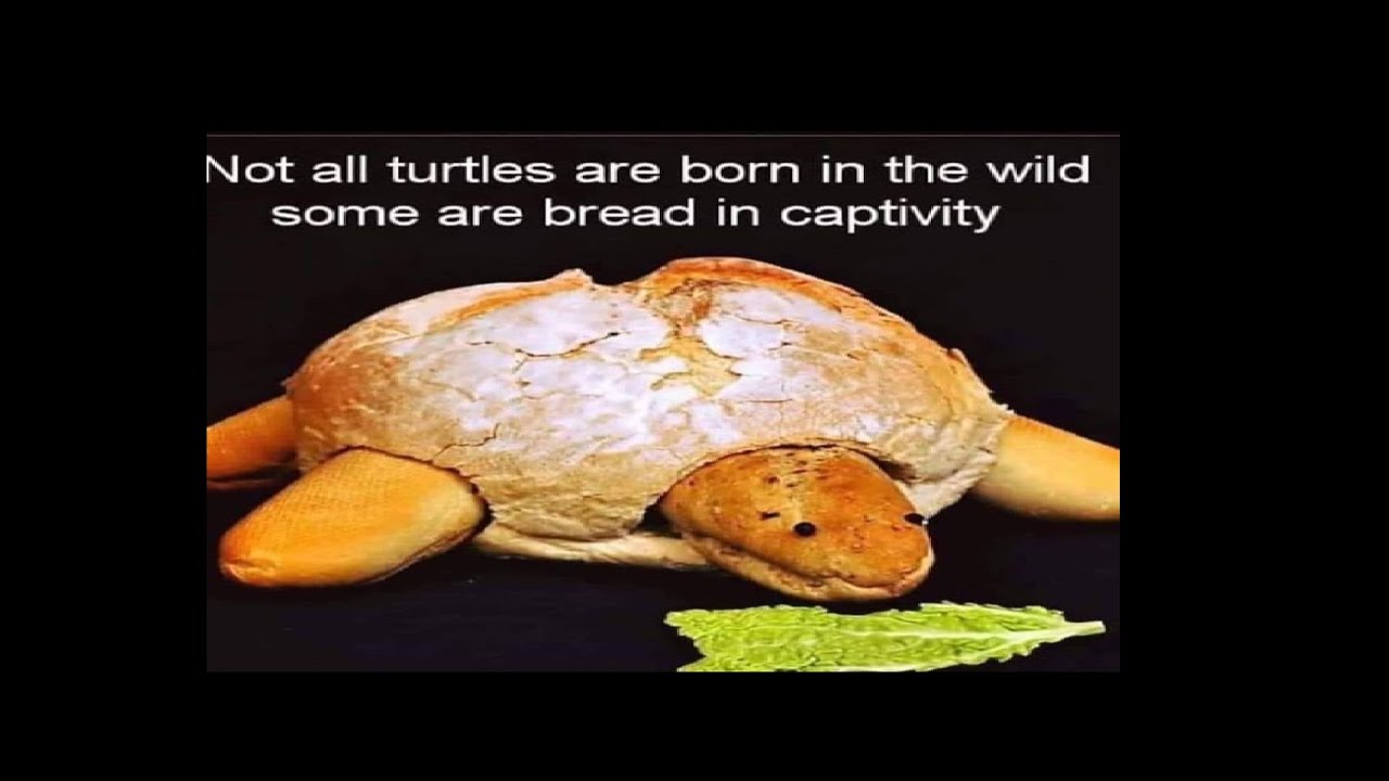 After the Jokes- Turtle bread (5) - YouTube