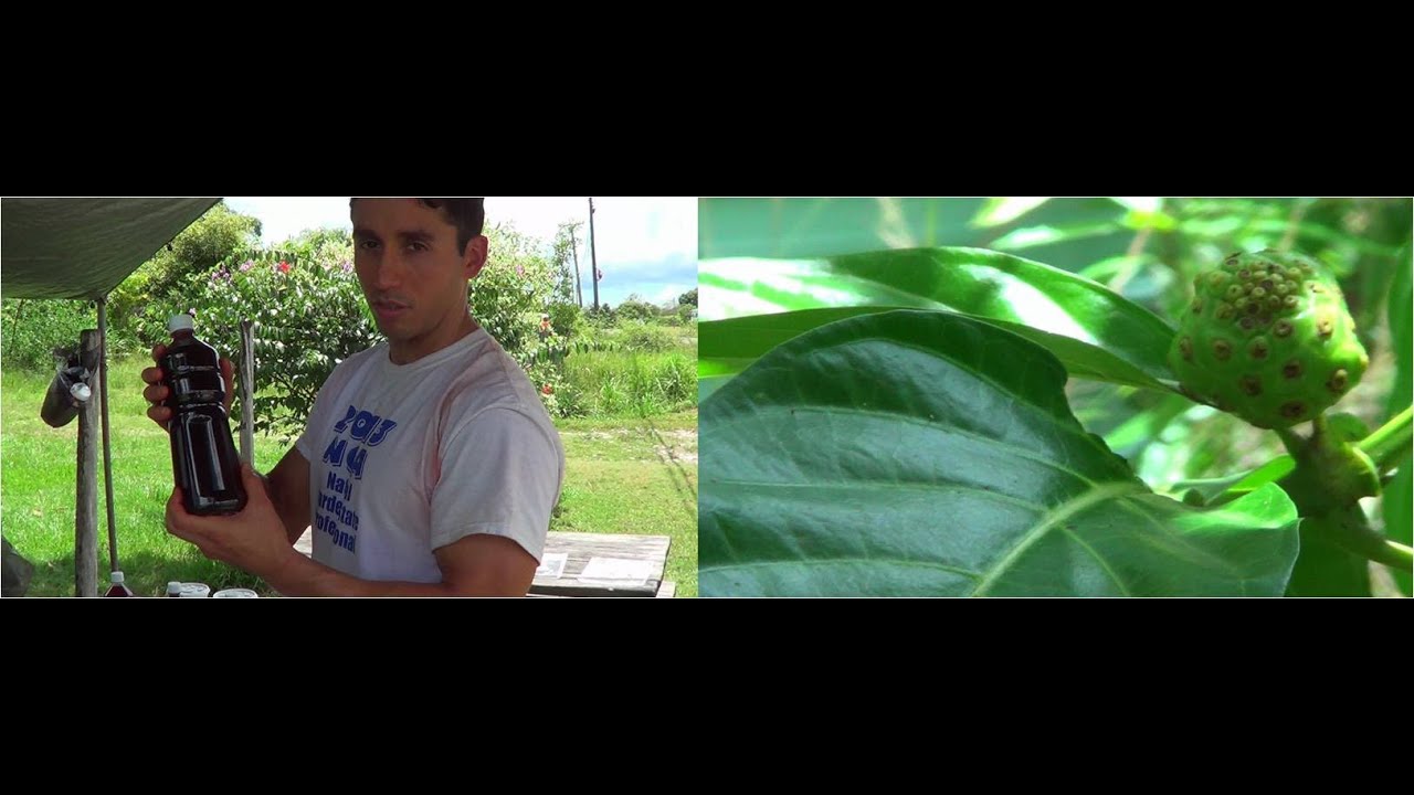 Fresh & Pure Noni Juice from Belize - YouTube