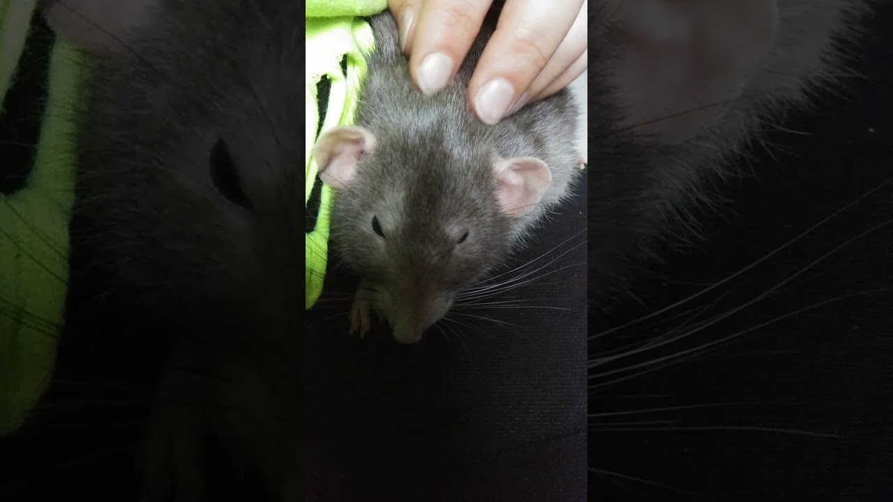 Happy Rat Boggling - YouTube