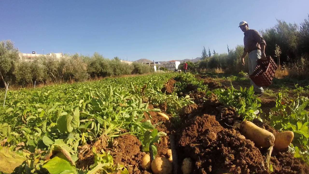 Εξαγωγή πατάτας Παραγωγή μας - YouTube