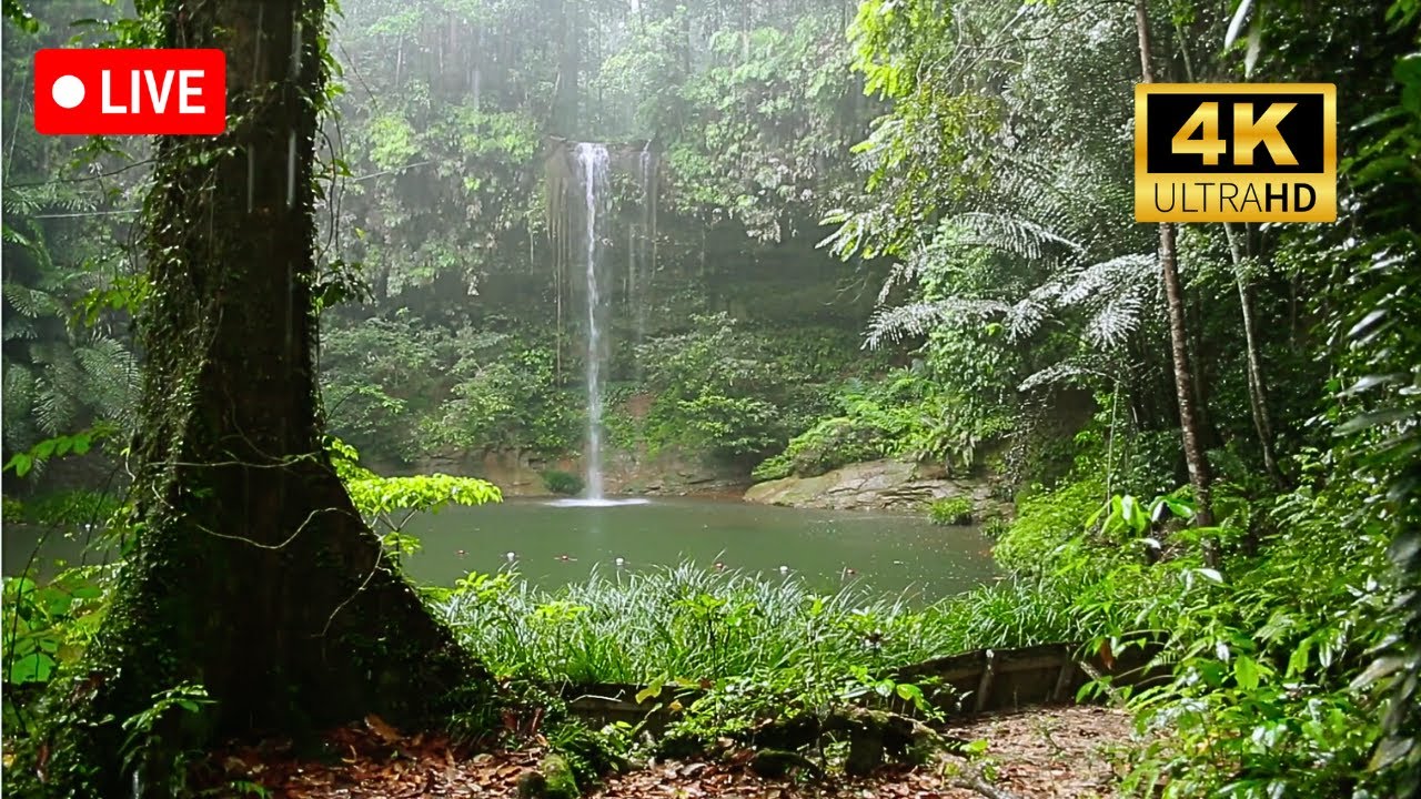 Serene Rainforest Sounds (4K) | Rainforest Sounds for 10 Hrs | Nature ...