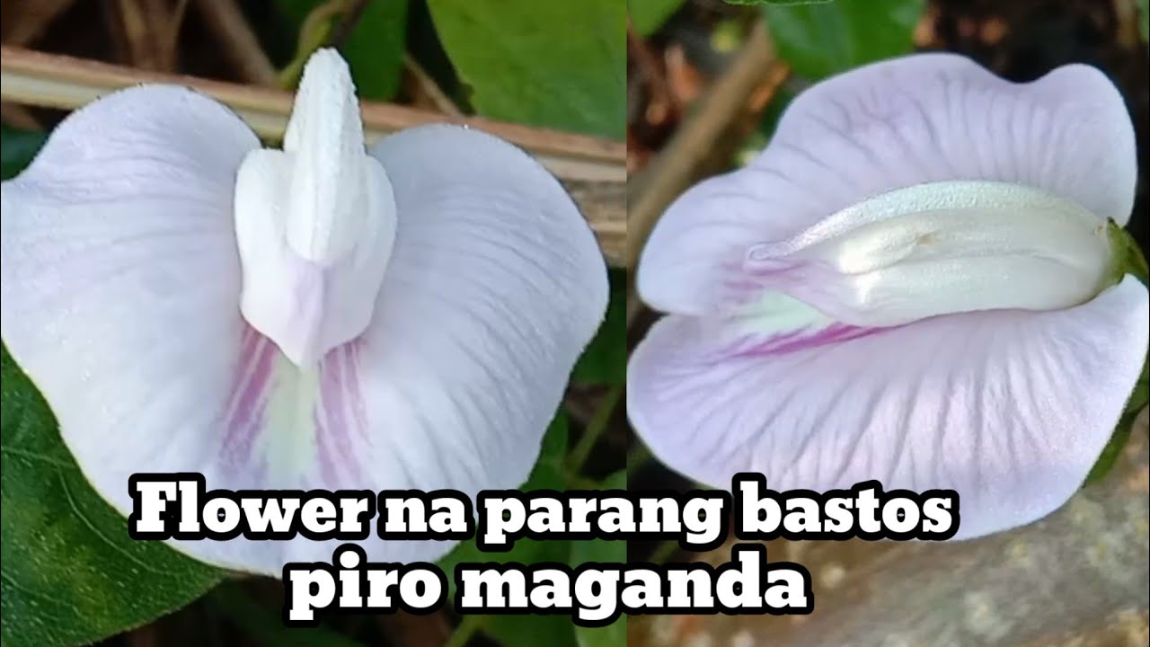 LOOK FEMALE FLOWER IBA TALAGA ANG KALIKASAN - YouTube
