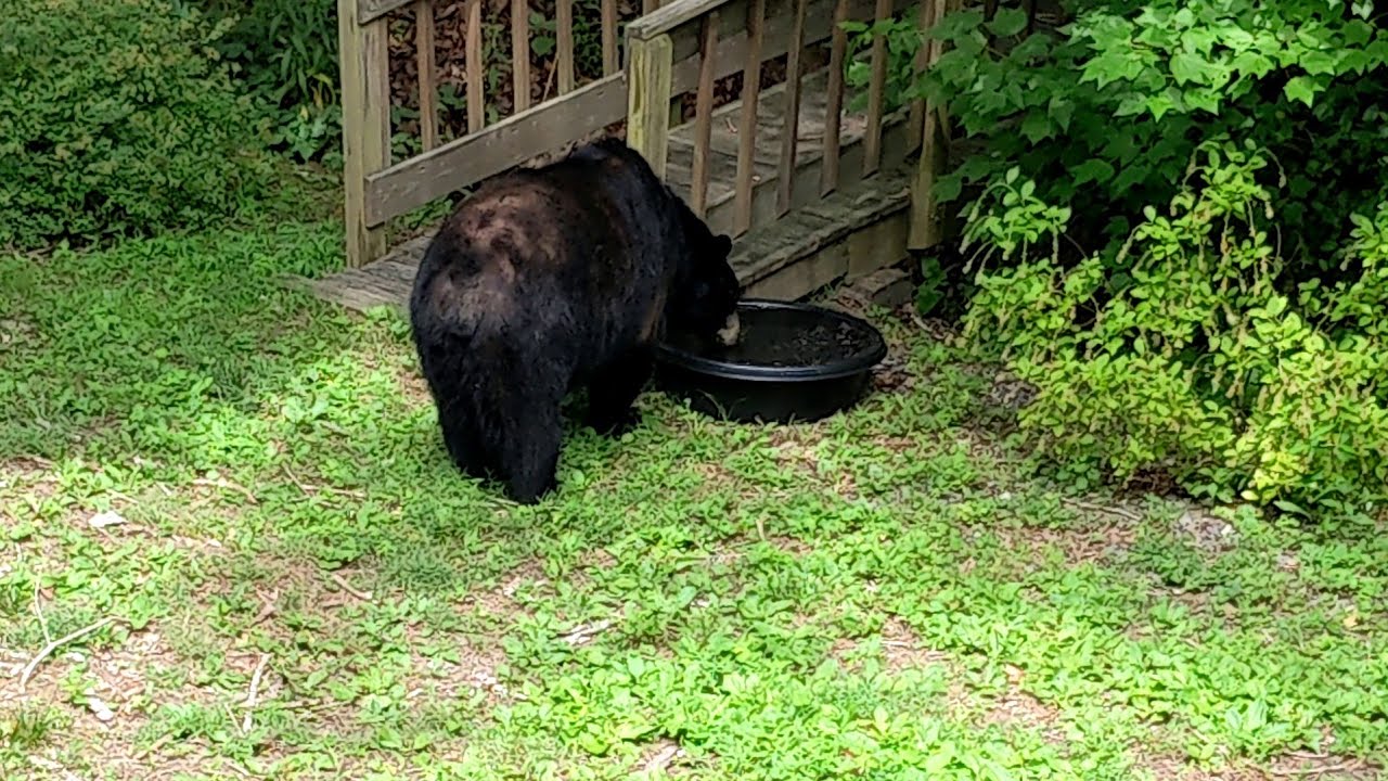 Bear Simone — and a newcomer! - YouTube